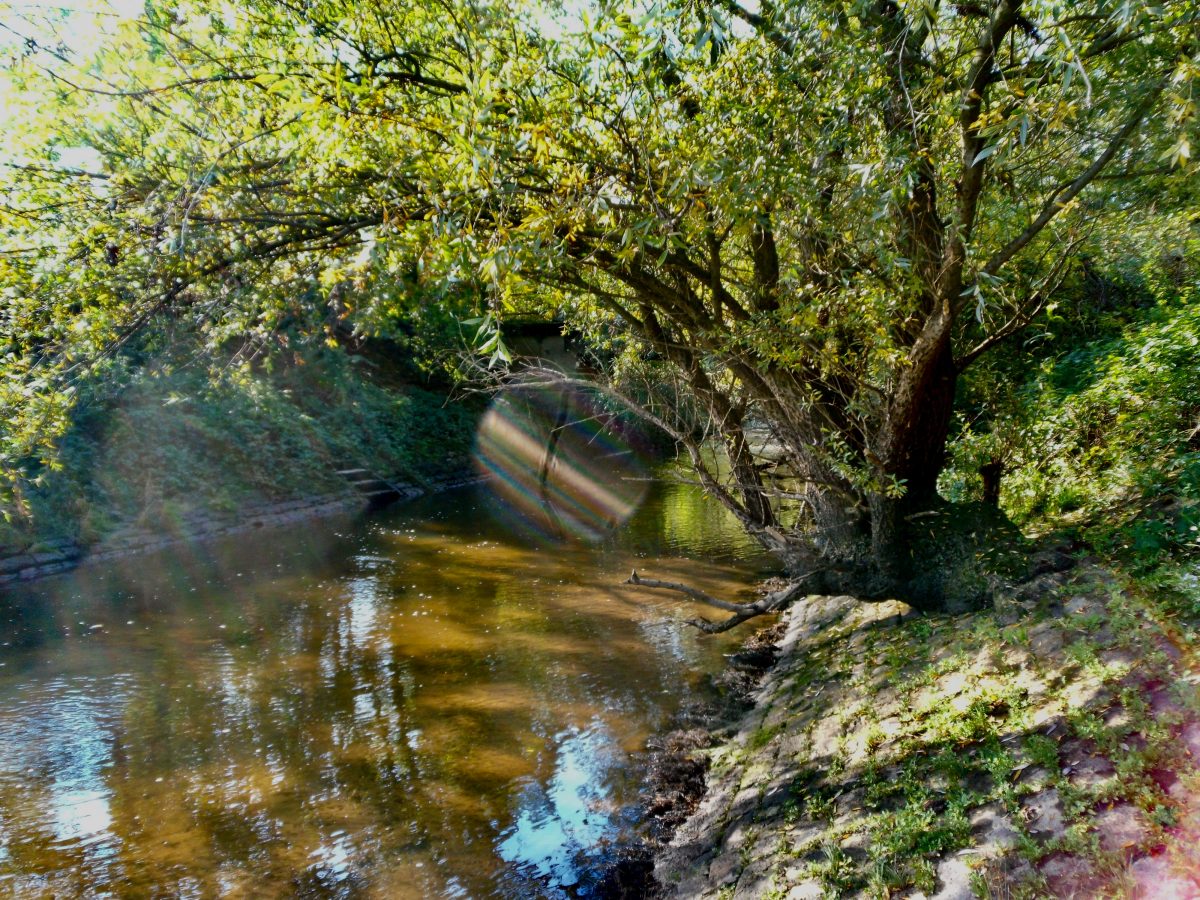 QUEICH : Von der Quelle bis zur Mündung – Franz Bellmann