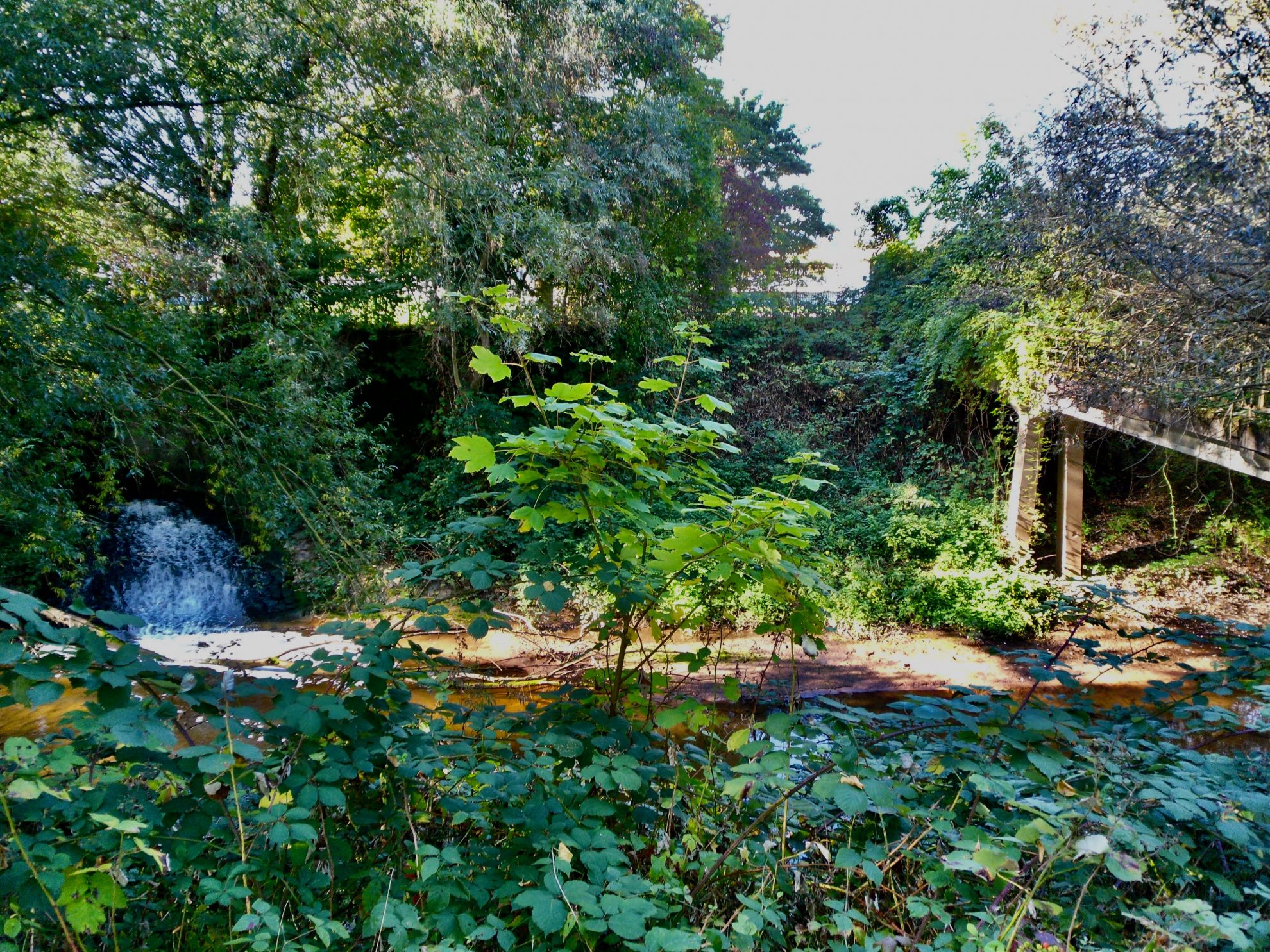 QUEICH : Von der Quelle bis zur Mündung – Franz Bellmann