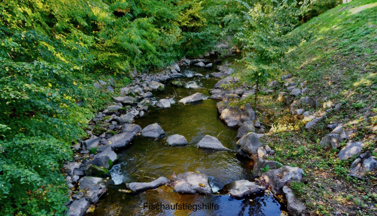 QUEICH : Von der Quelle bis zur Mündung – Franz Bellmann